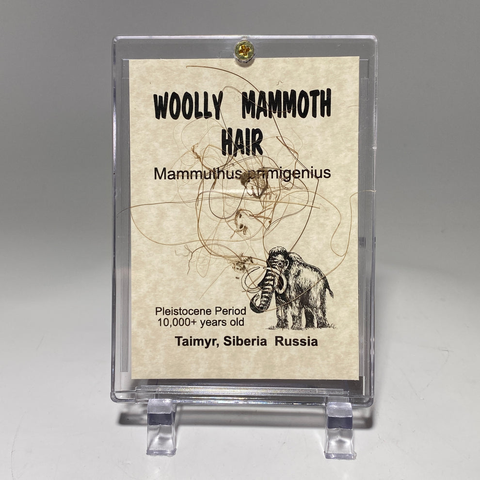 Woolly Mammoth Hair Display | RocciaRoba
